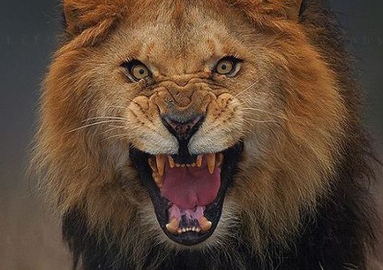 (VIDEO) Un león ataca a su cuidador en un zoológico en Pakistán ...